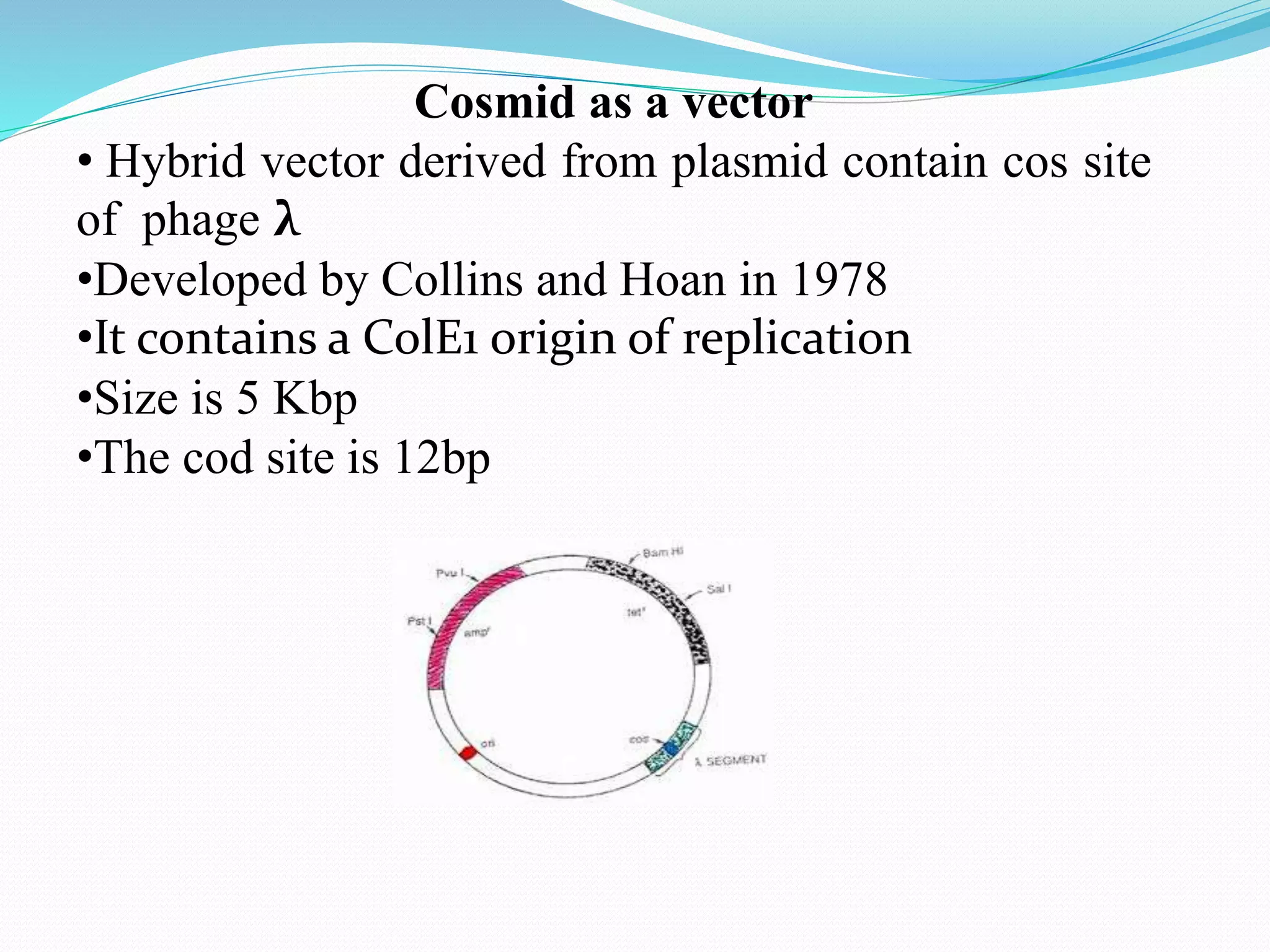 Cloning vectors | PPT