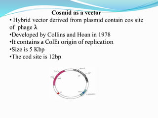 Cloning vectors | PPT