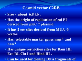 CLONING VECTORS SMG | PPT