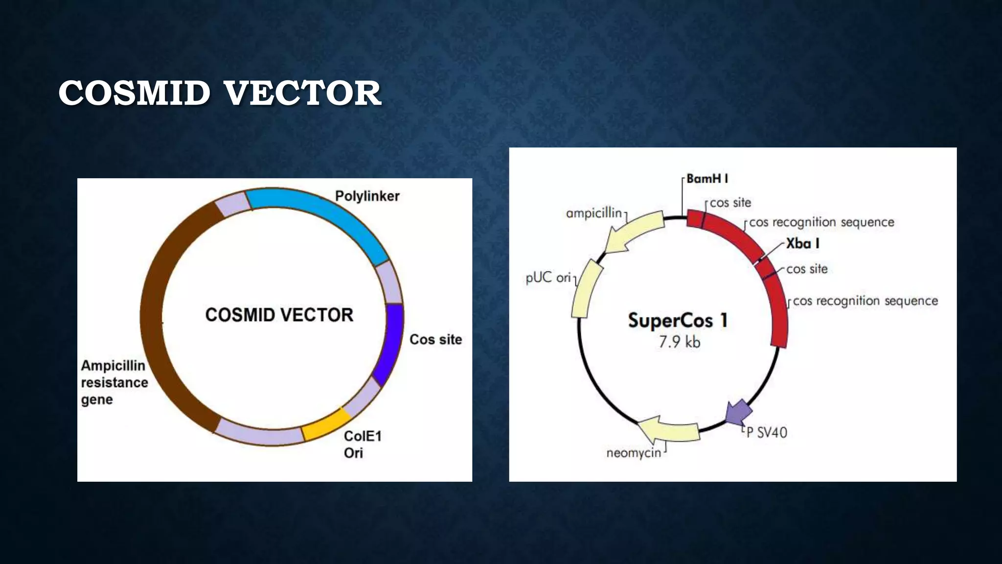 Cloning vectors by Kailash Sontakke | PPT