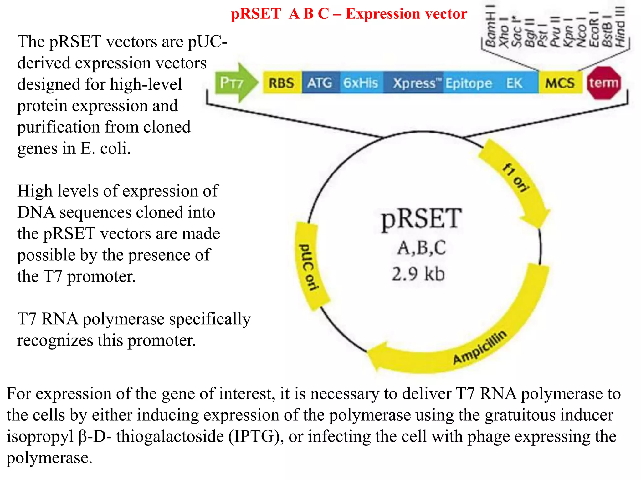 Cloning vectors | PPTX
