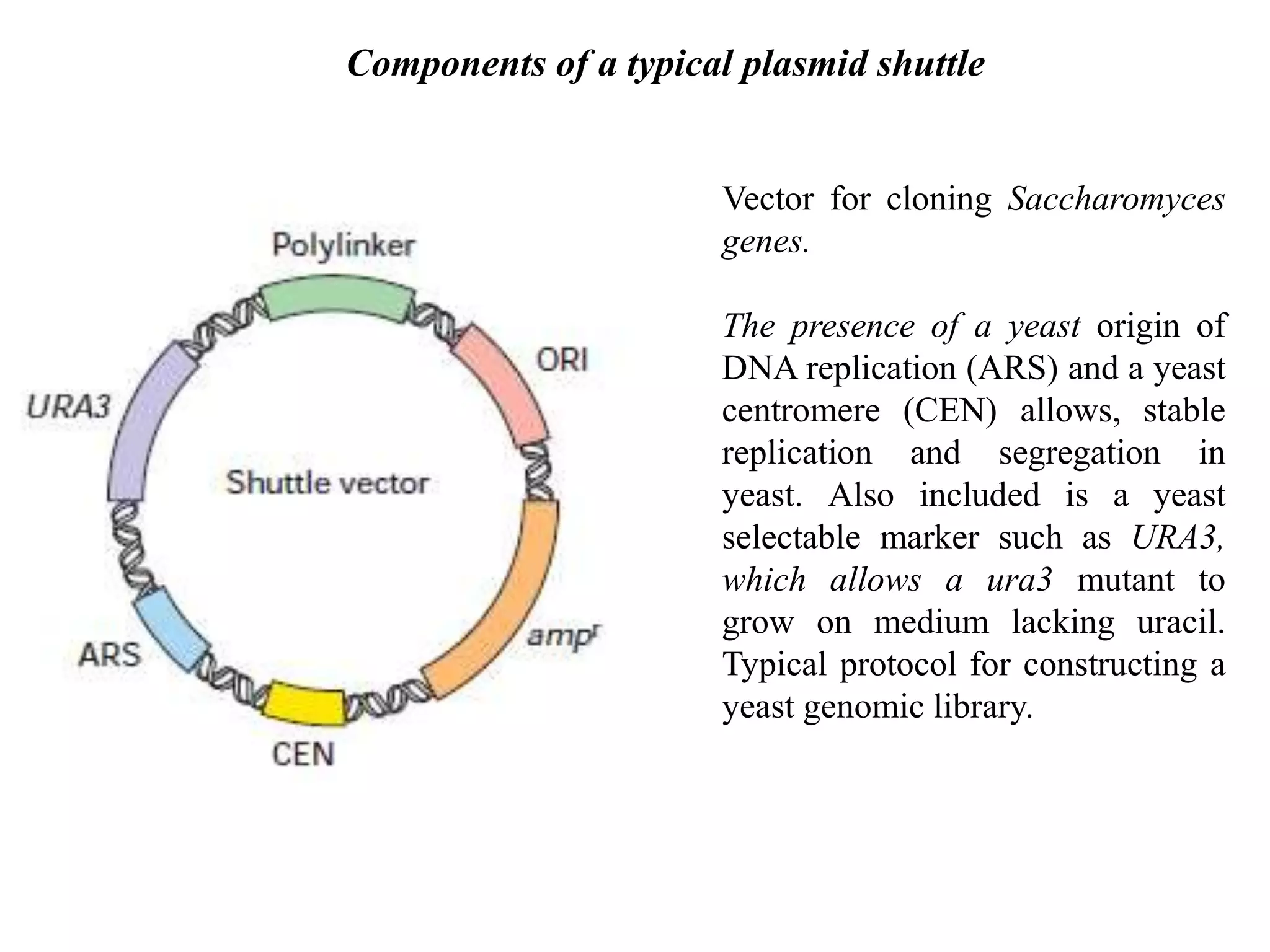 Cloning vectors | PPTX