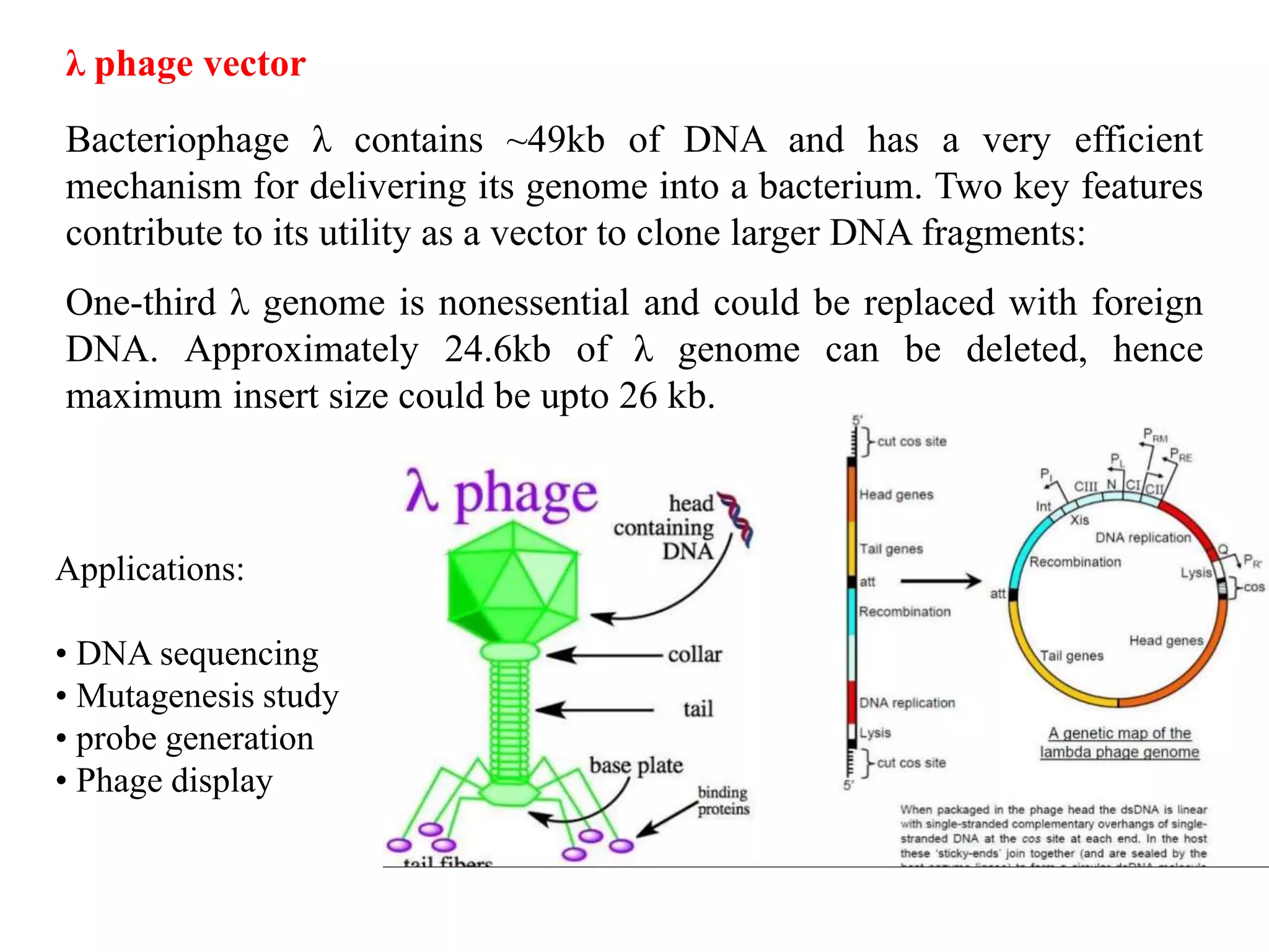 Cloning vectors | PPTX