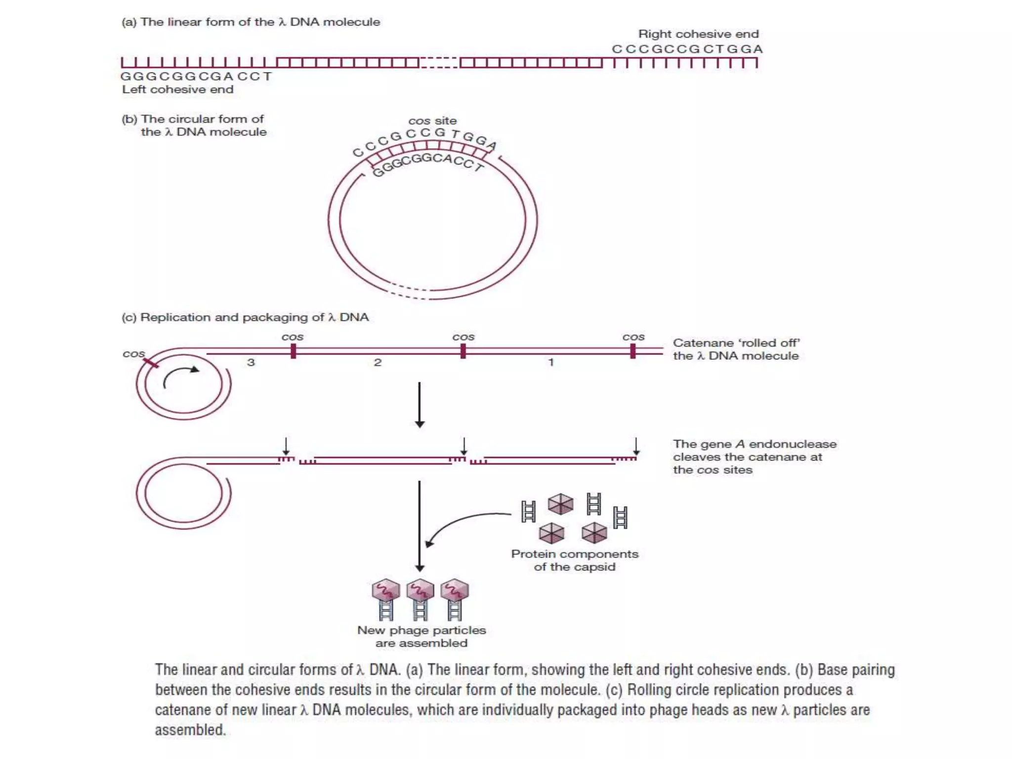 Cloning vectors | PPT