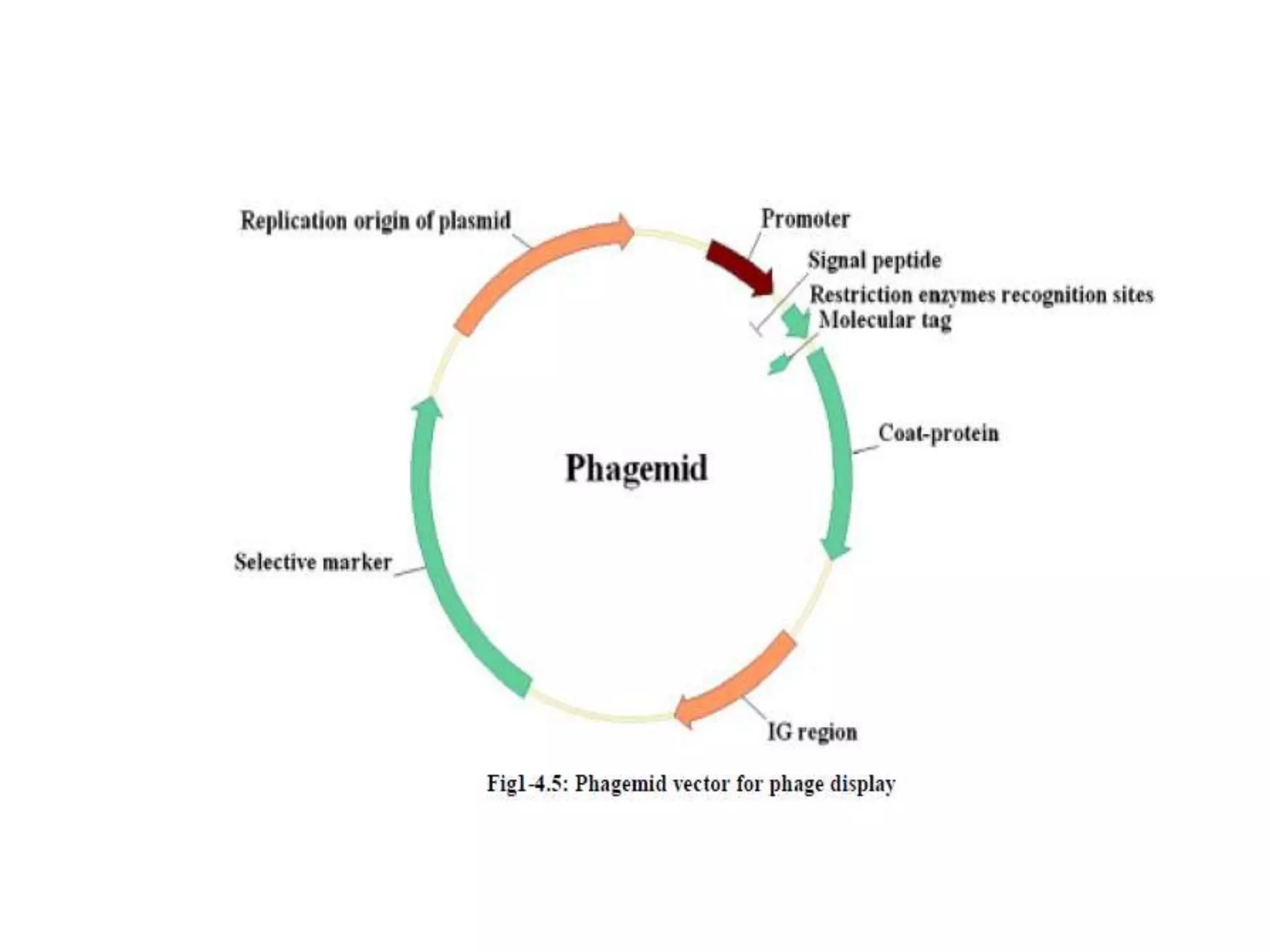 Cloning vectors | PPT