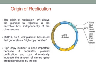 Cloning Vectors.pdf | Genetics | Science