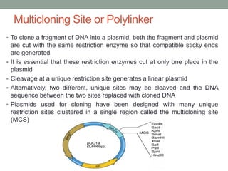 Cloning Vectors.pdf | Genetics | Science