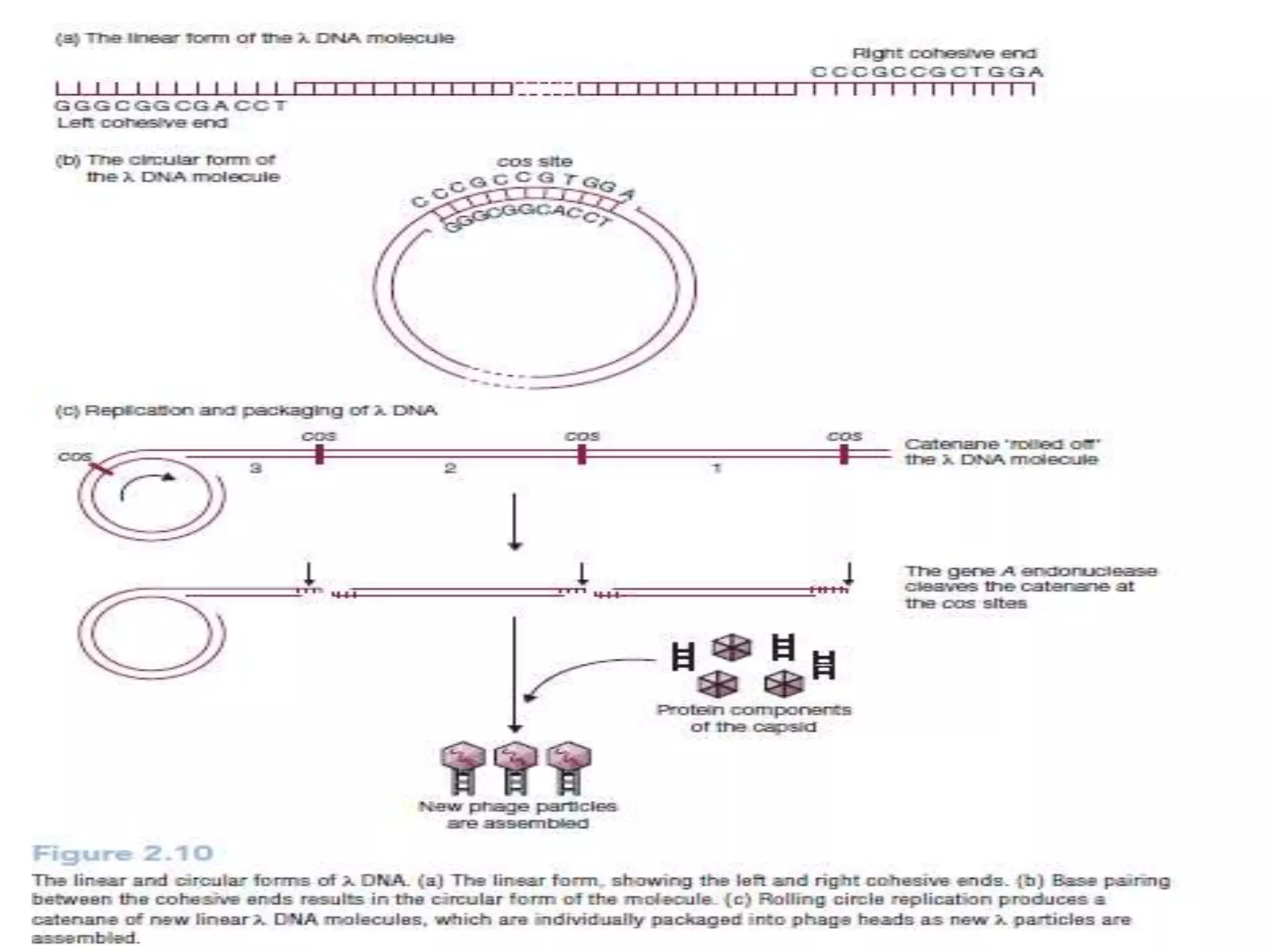 Cloning vectors.pptx | Genetics | Science