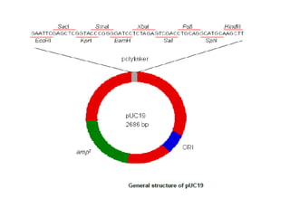 Cloning vectors.pptx