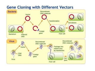 Cloning vectors.pptx
