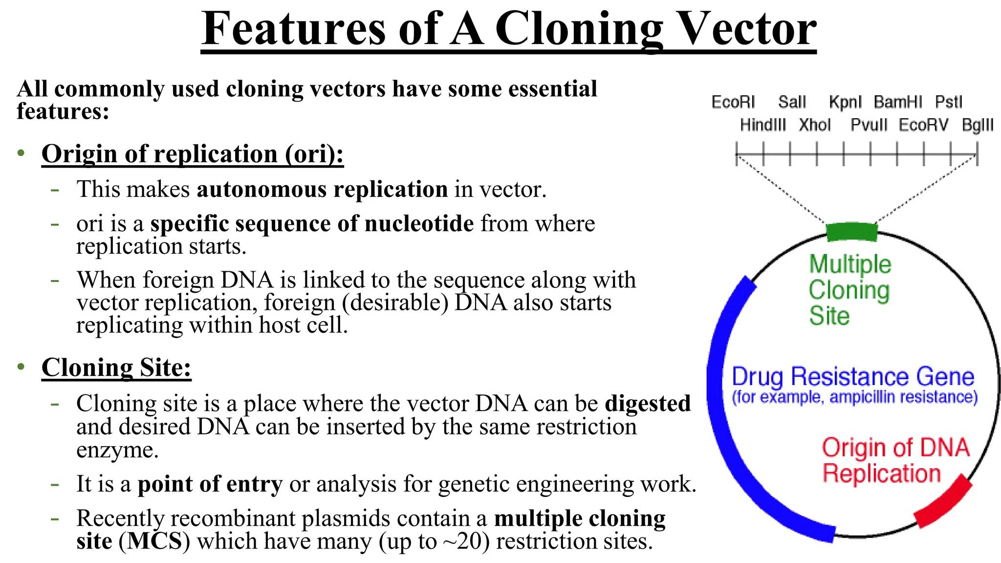cloning vectors.pptx Biotechnology Notes | PPTX