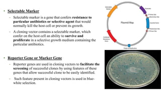 cloning vectors.pptx Biotechnology Notes | PPTX