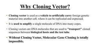 cloning vectors.pptx Biotechnology Notes | PPTX