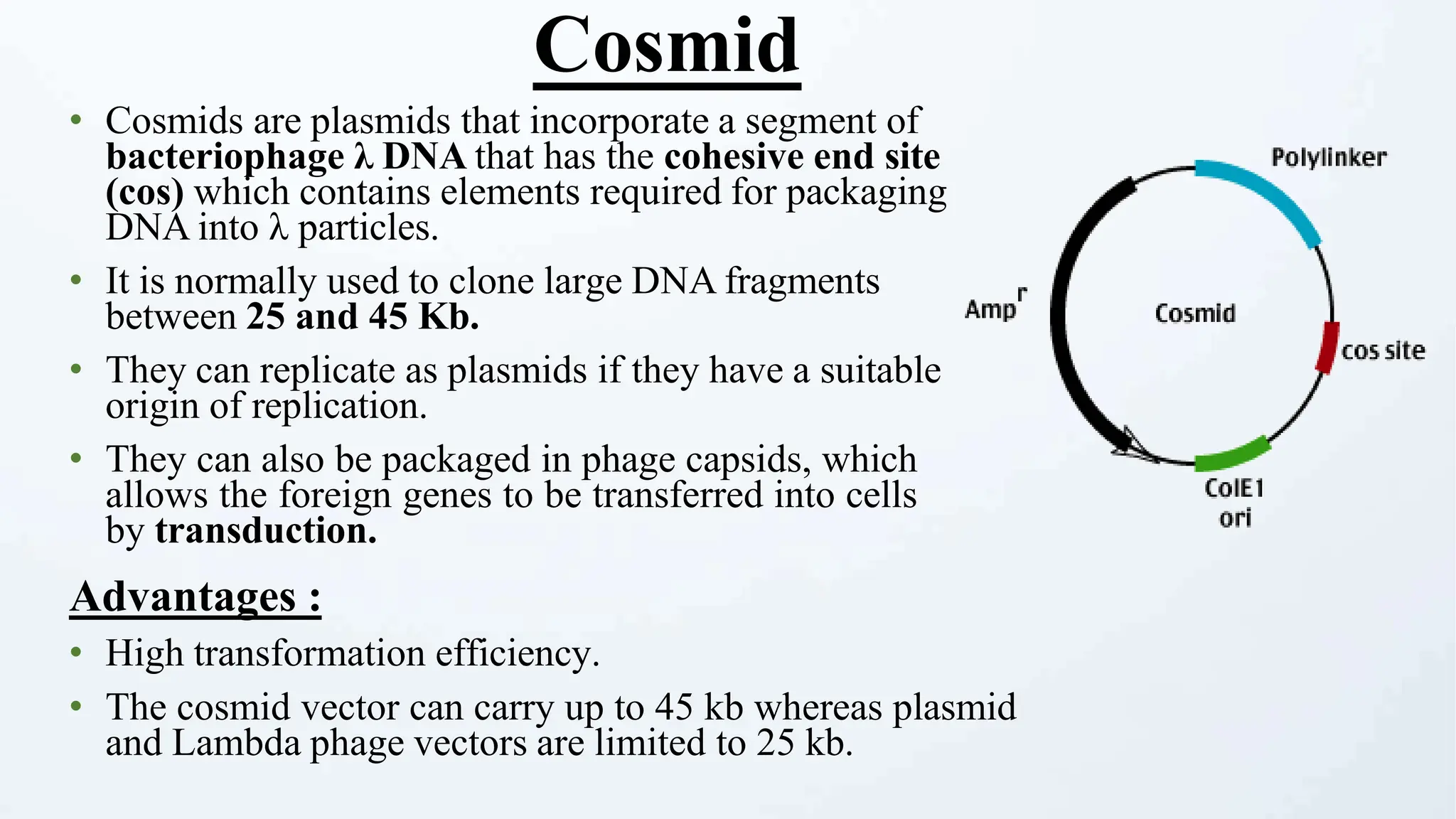cloning vectors.pptx Biotechnology class | PPTX