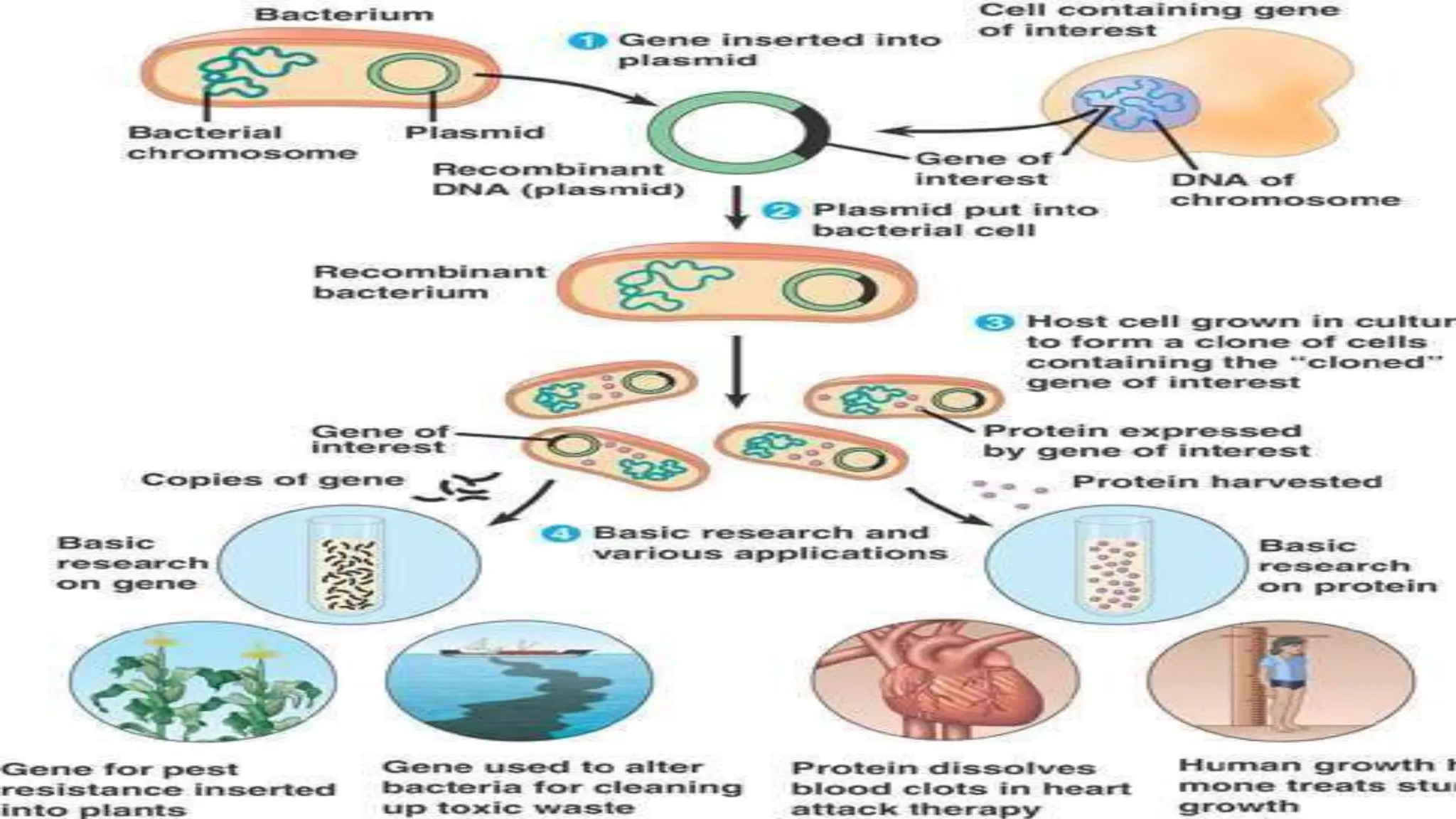 cloning vectors.pptx Biotechnology class | PPTX