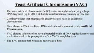 cloning vectors.pptx Biotechnology class | PPTX