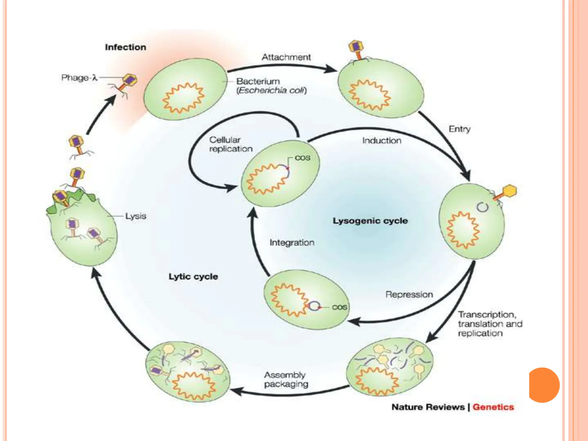 cloning vectors and their role in genetic engineering | PPTX