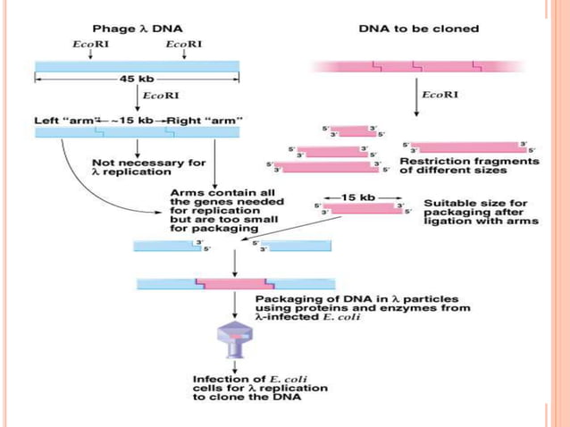 cloning vectors and their role in genetic engineering | PPTX
