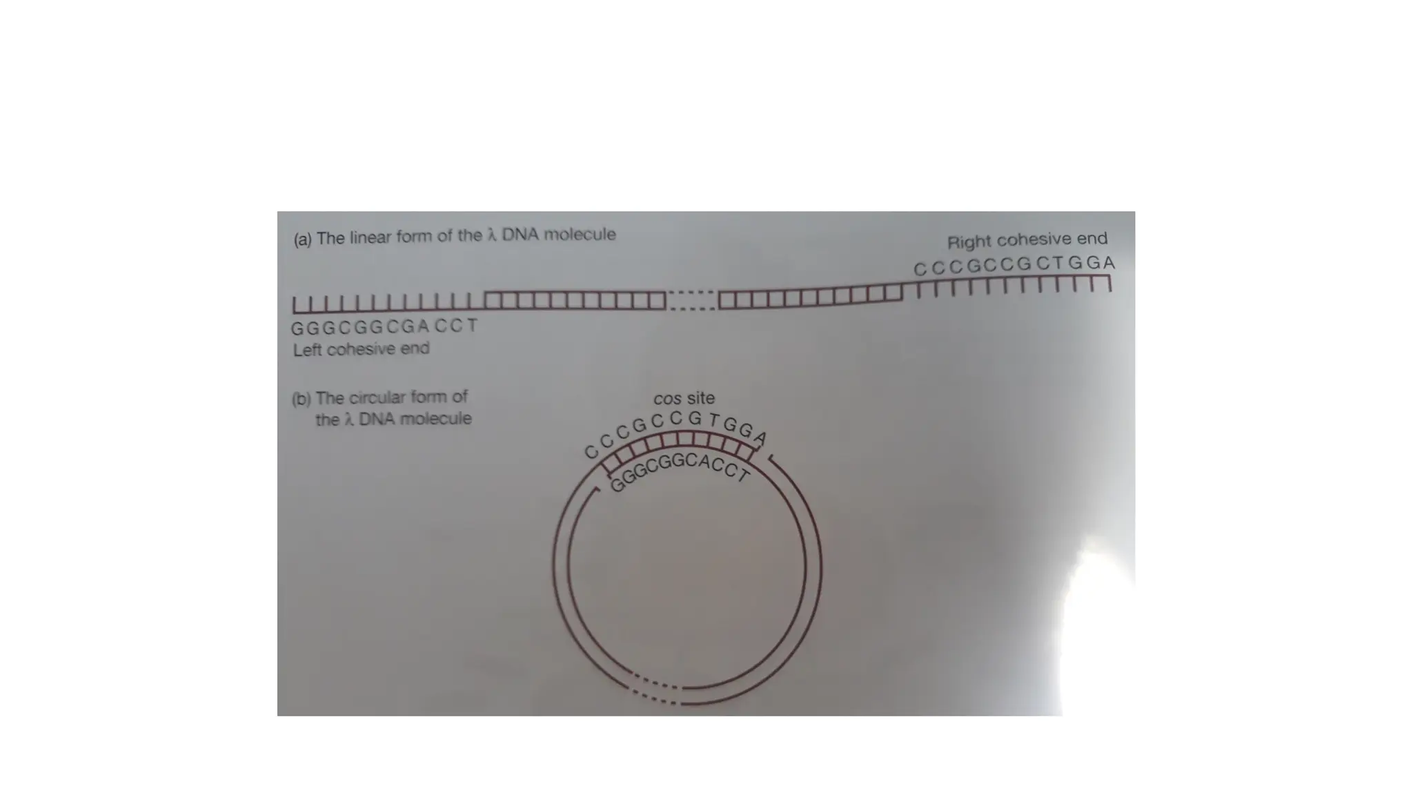 cloning vectors, typs and functions, mechanism | PPT