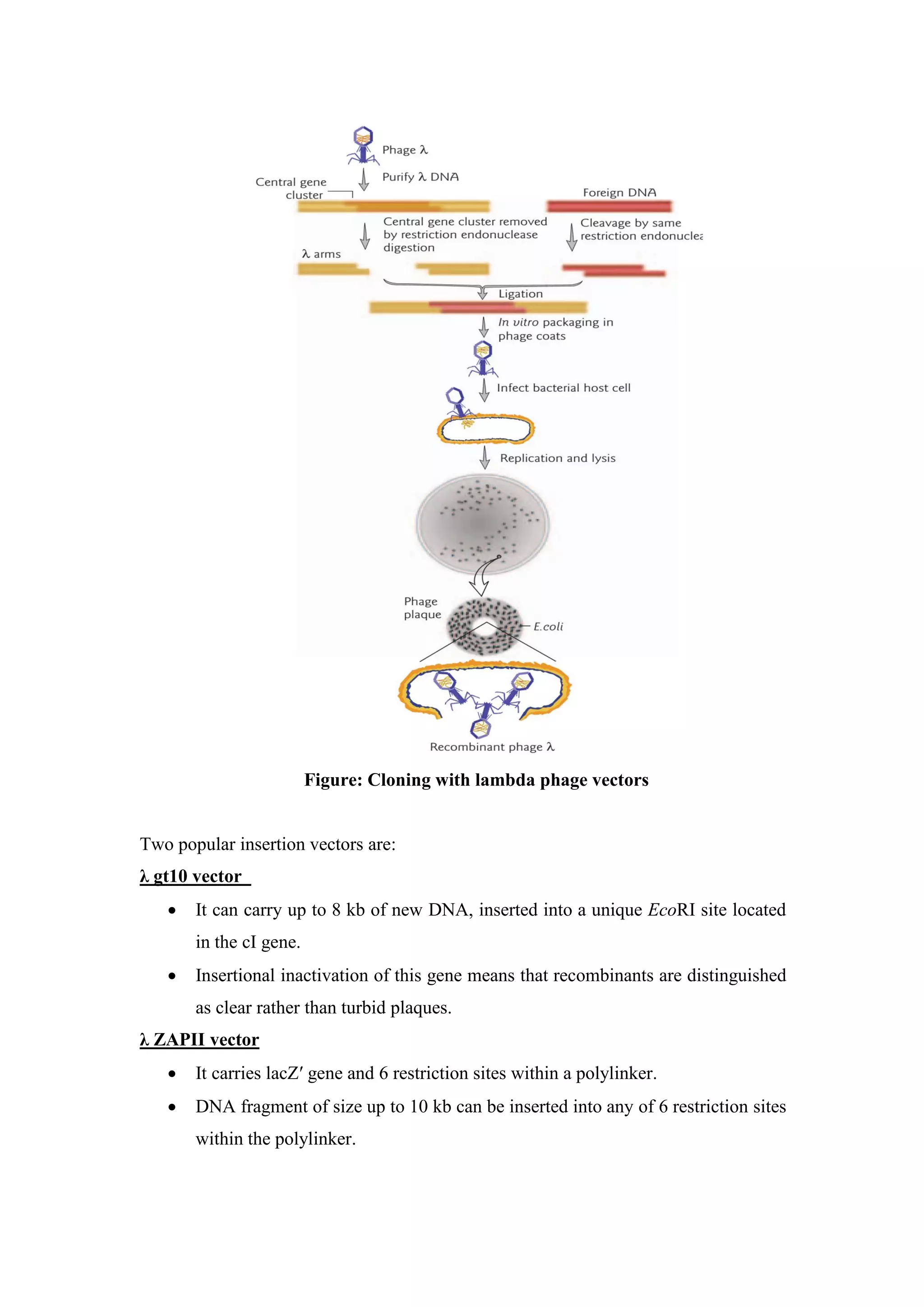 Cloning vectors based on m13 and lambda bacteriophage | PDF