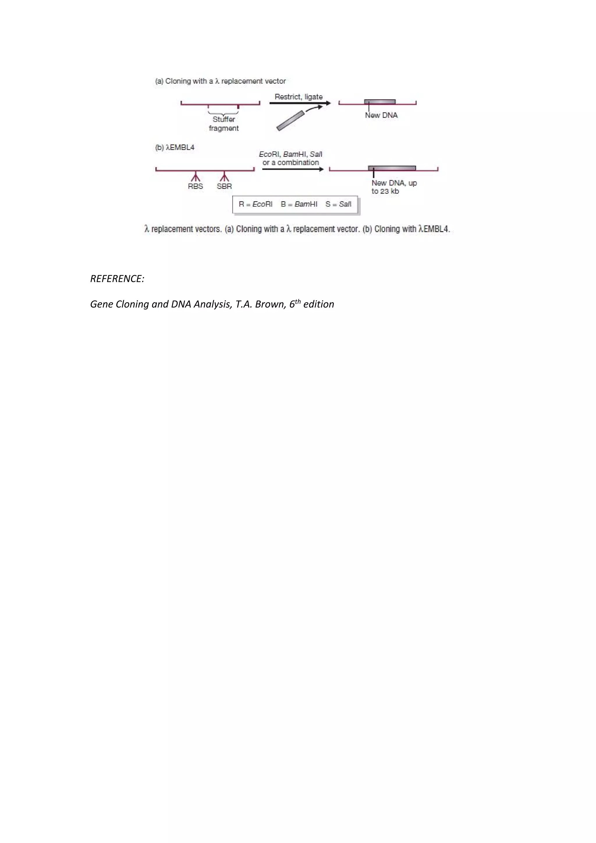 Cloning vectors based on m13 and lambda bacteriophage | PDF