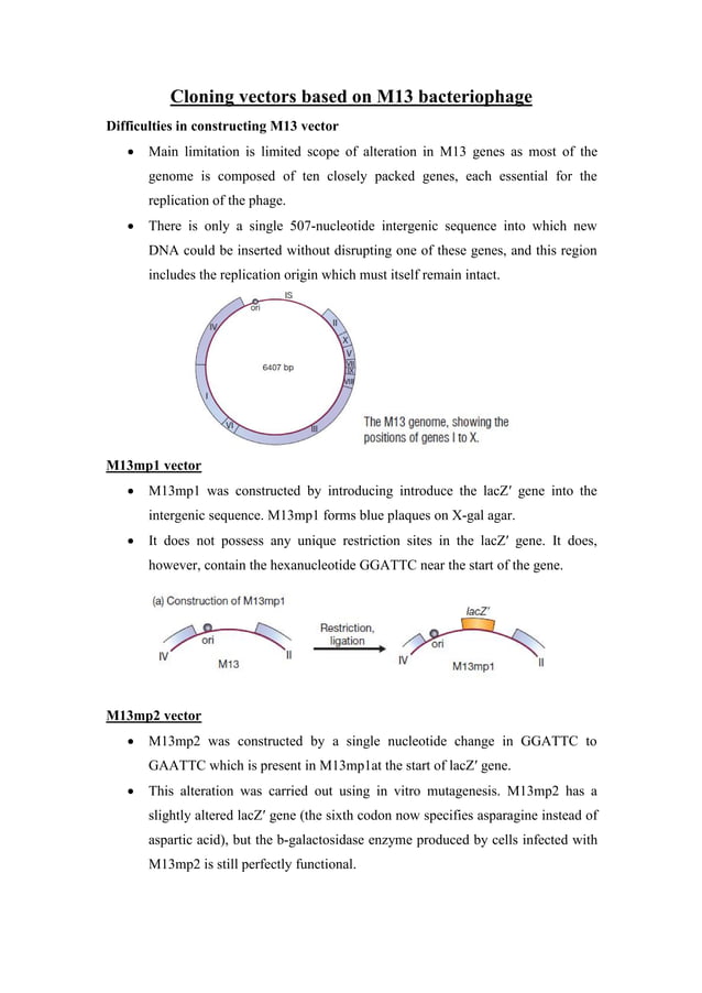 Cloning vectors based on m13 and lambda bacteriophage | PDF | Genetics ...