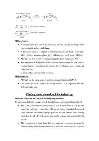 Cloning vectors based on m13 and lambda bacteriophage | PDF