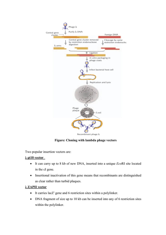 Cloning Vectors Based On M13 And Lambda Bacteriophage Pdf