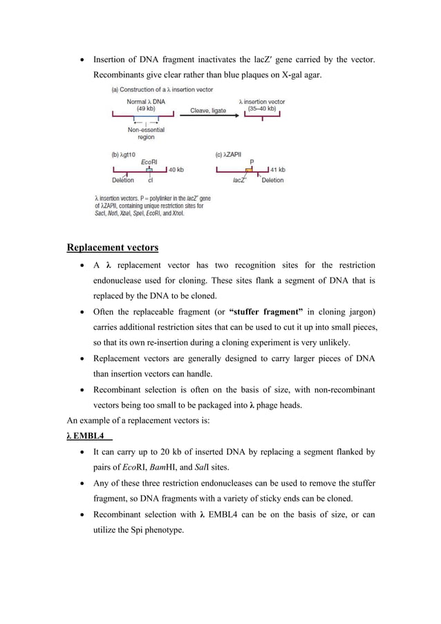 Cloning vectors based on m13 and lambda bacteriophage | PDF | Genetics | Science