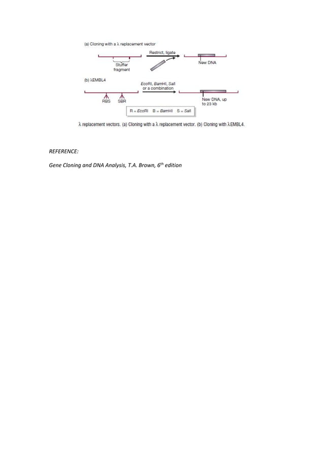 Cloning vectors based on m13 and lambda bacteriophage | PDF | Genetics ...
