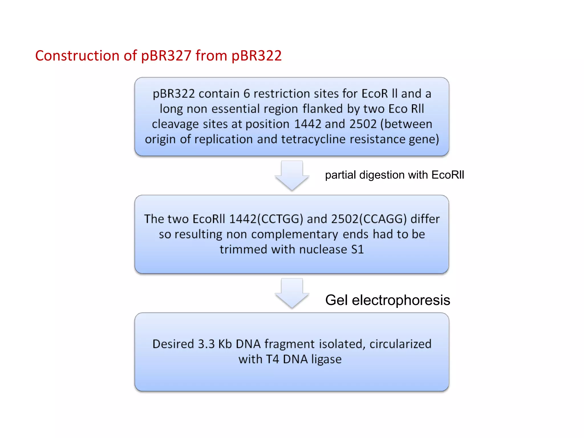 Cloning vectors | PPT