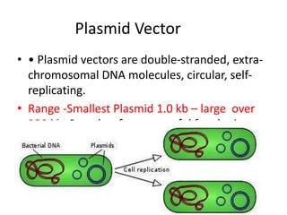 Cloning vector series 1 | PPT | Biological Sciences | Science