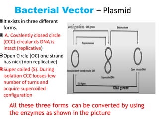 Cloning vector series 1 | PPT | Biological Sciences | Science