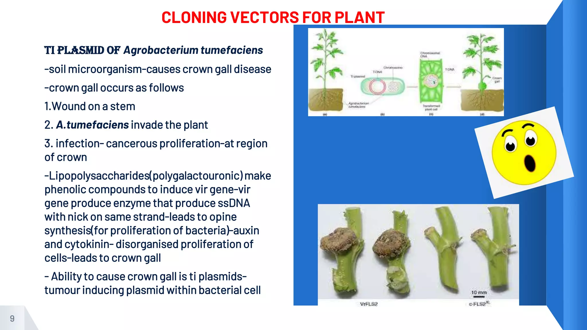 CLONING VECTORS FOR YEAST AND Agrobacterium tumefaciens.pptx ...