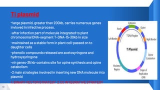 CLONING VECTORS FOR YEAST AND Agrobacterium tumefaciens.pptx ...