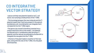 CLONING VECTORS FOR YEAST AND Agrobacterium tumefaciens.pptx ...