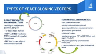 CLONING VECTORS FOR YEAST AND Agrobacterium tumefaciens.pptx ...