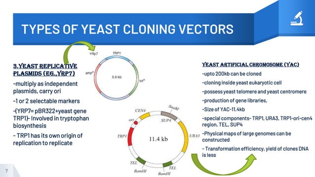 CLONING VECTORS FOR YEAST AND Agrobacterium tumefaciens.pptx ...