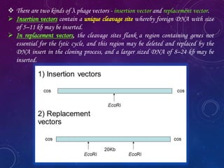 Cloning vectors & gene constructs | PPTX