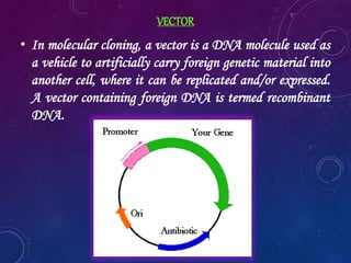 Cloning vectors & gene constructs | PPTX