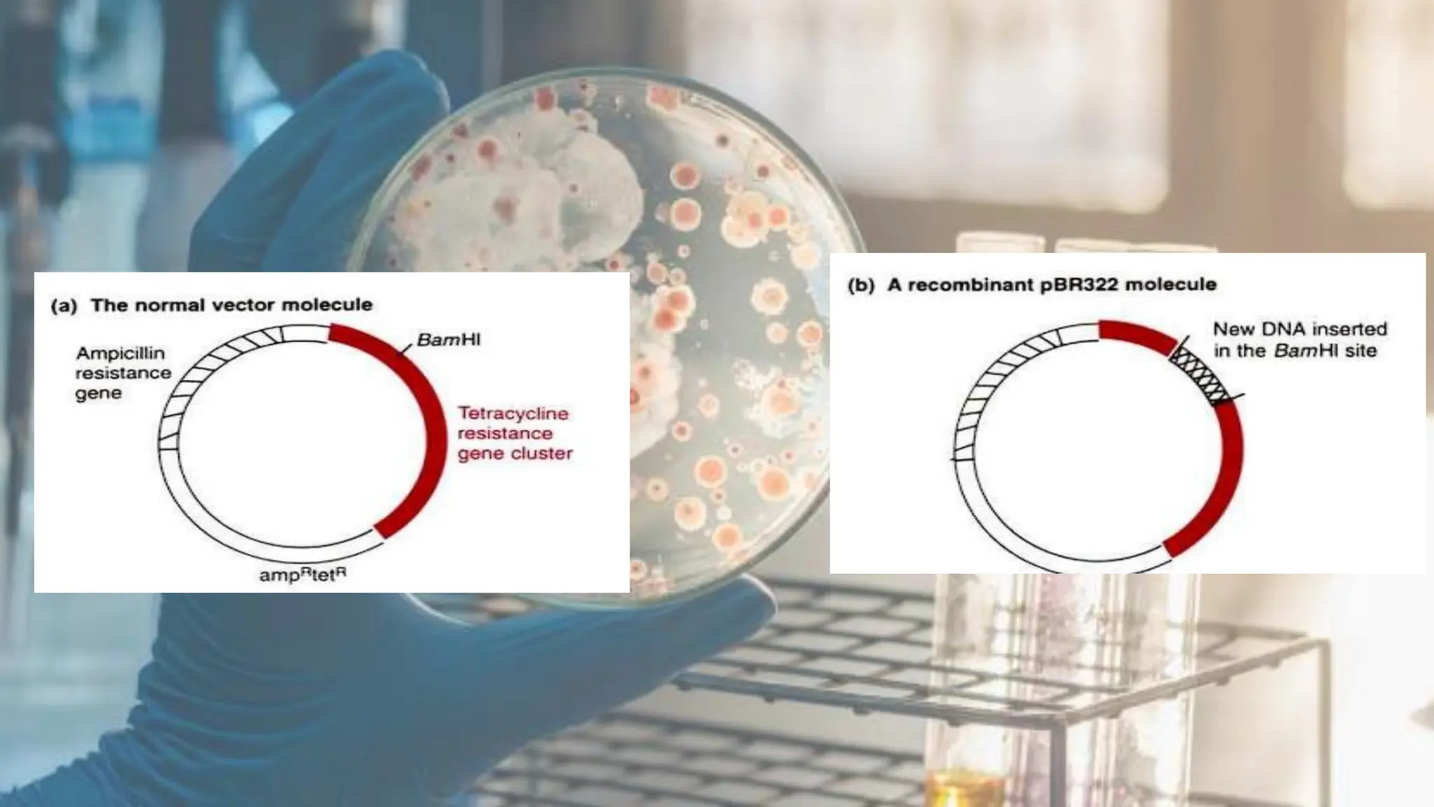 Cloning Vectors (plasmid).pdf