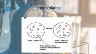 Cloning Vectors (plasmid).pdf