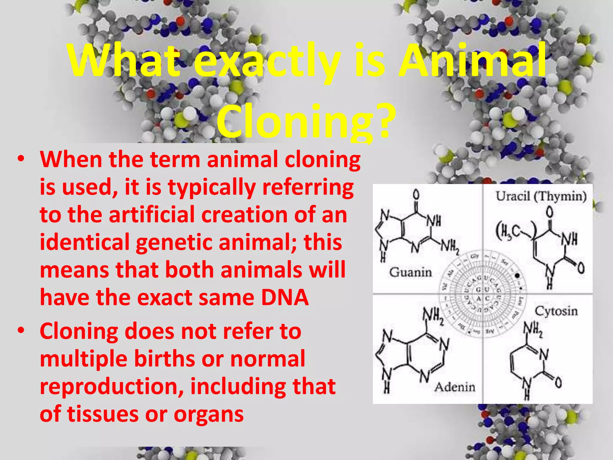 Cloning within animals | PPT Cloning within animals | PPT