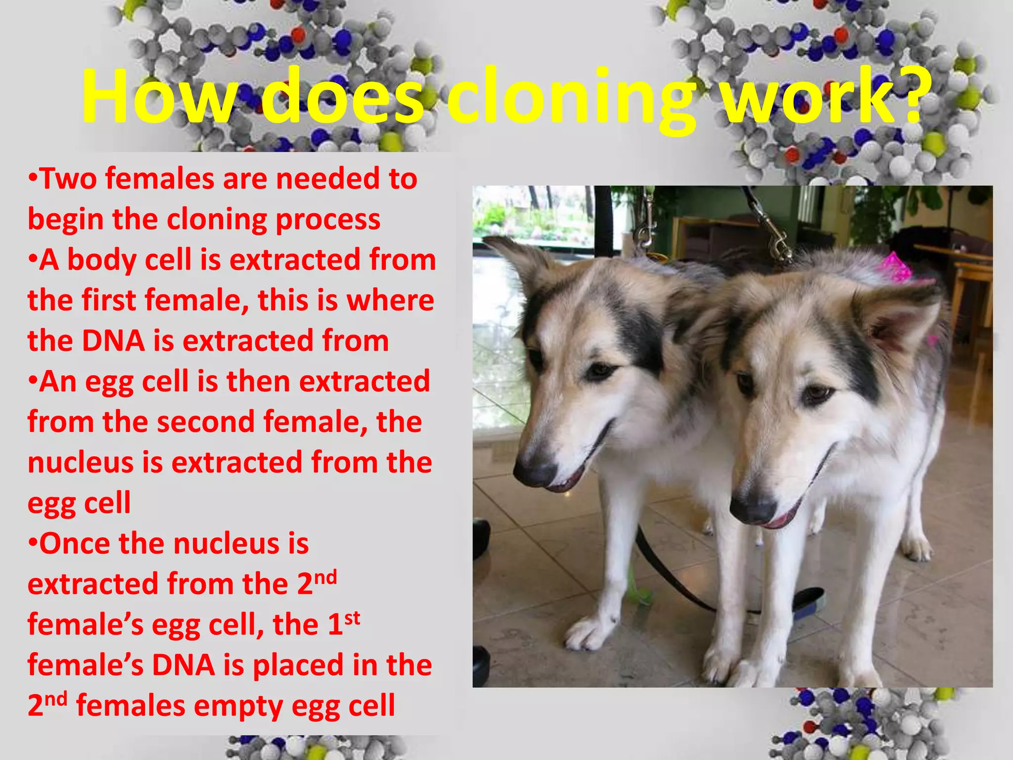 Cloning within animals | PPTX