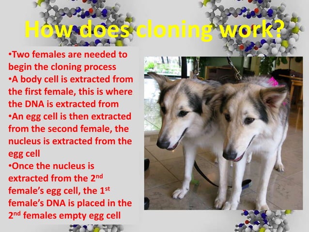 Cloning within animals | PPT Cloning within animals | PPT