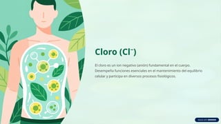 Cloro ion y su funciones en el cuerpo humano | PPTX