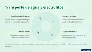 Cloro ion y su funciones en el cuerpo humano | PPTX
