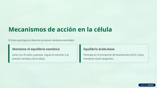 Cloro ion y su funciones en el cuerpo humano | PPTX