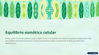 Cloro ion y su funciones en el cuerpo humano | PPTX