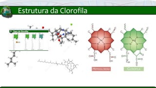 Clorofila | PPTX